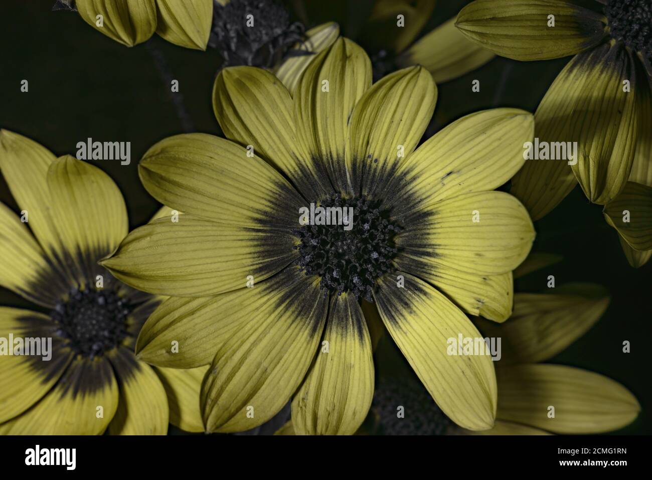 Light violet petals hi-res stock photography and images - Alamy