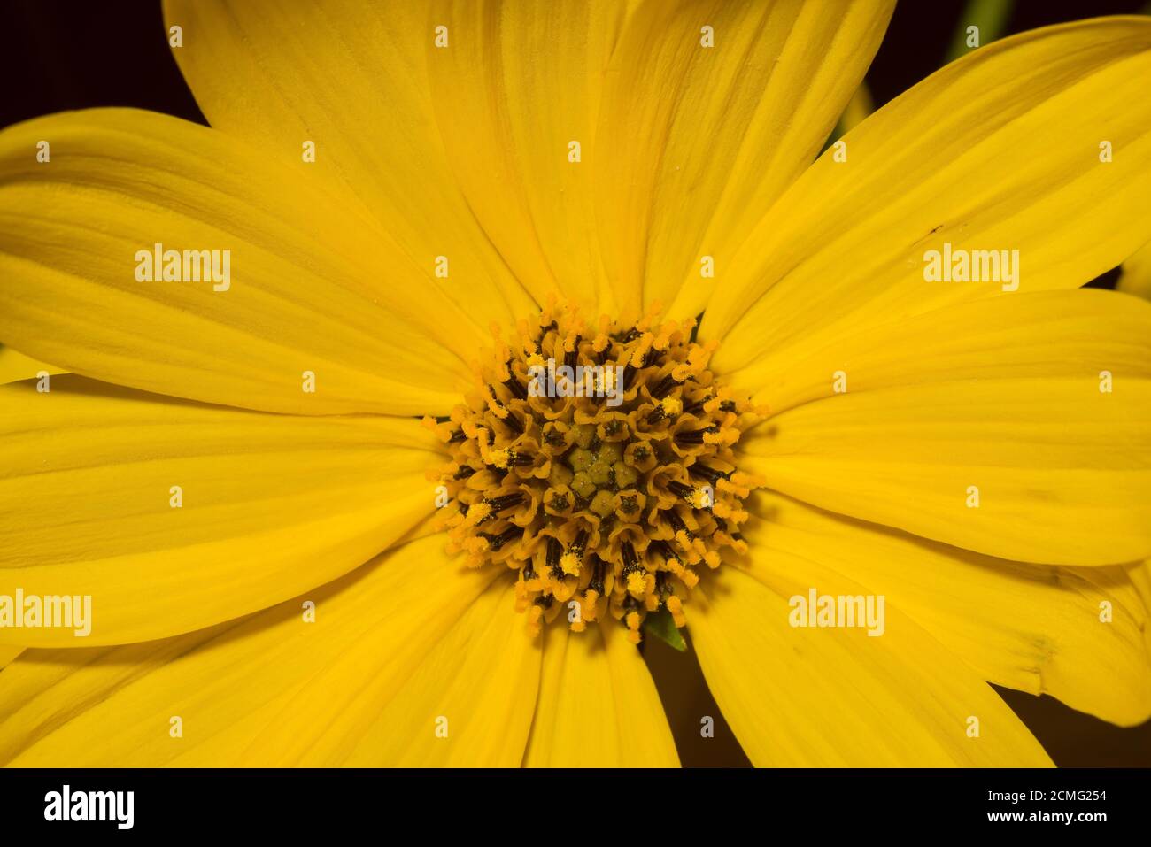 Invisible insect or bee guides on Sunflower, Helianthus atrorubens ...