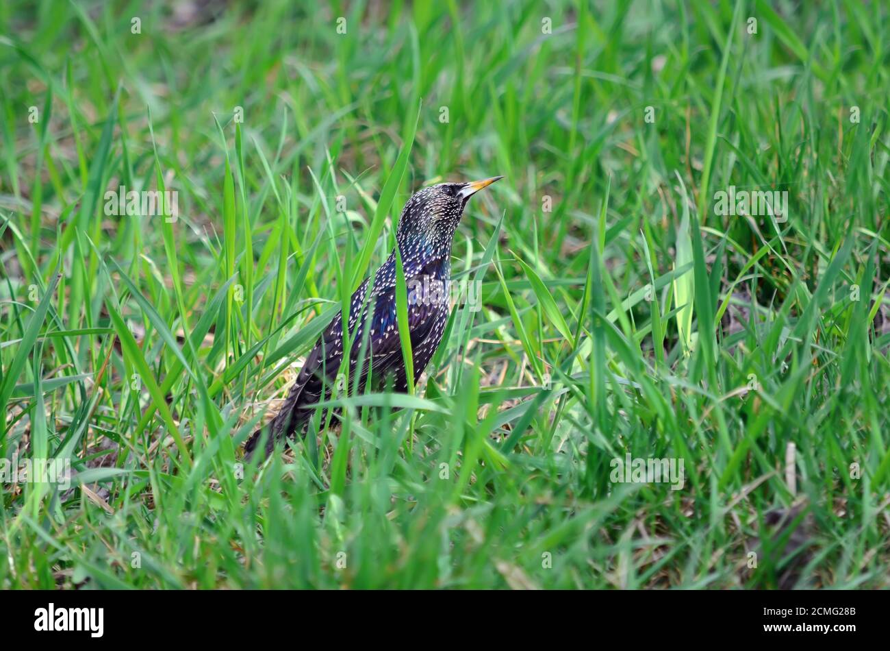 Common starling - Sturnus vulgaris. Starling in a green grass in the ...