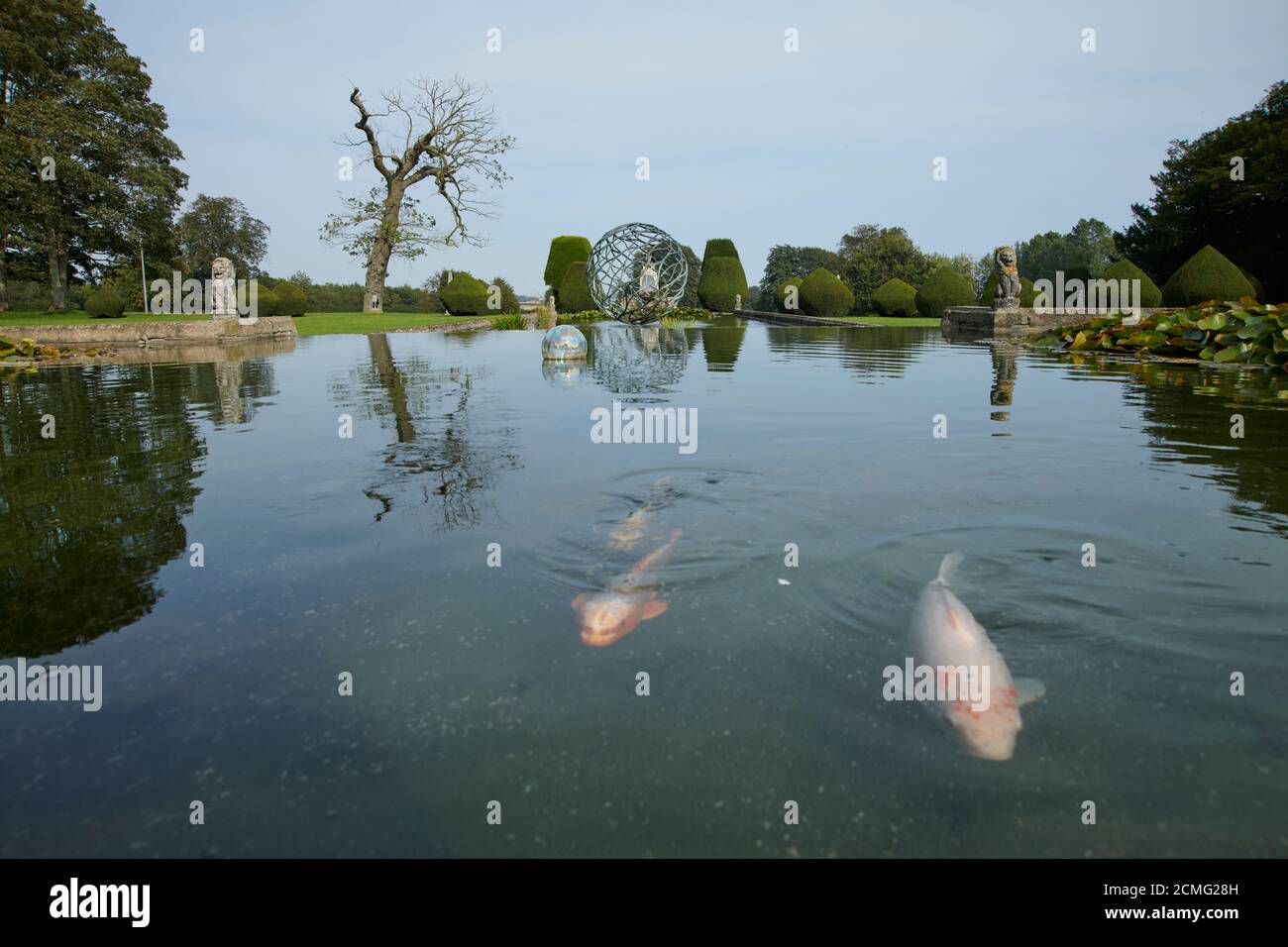 Carp underwater uk hi-res stock photography and images - Alamy