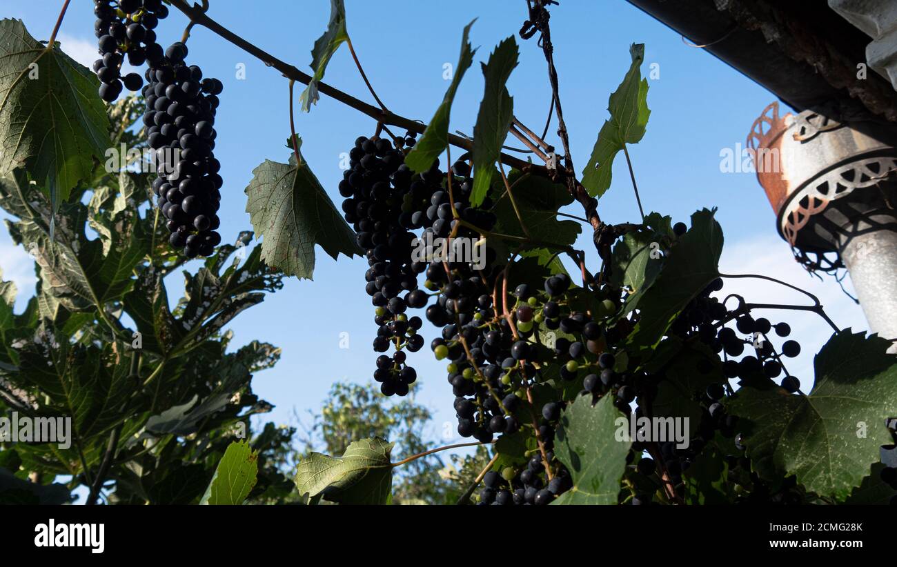 Isabella grape hi-res stock photography and images - Alamy