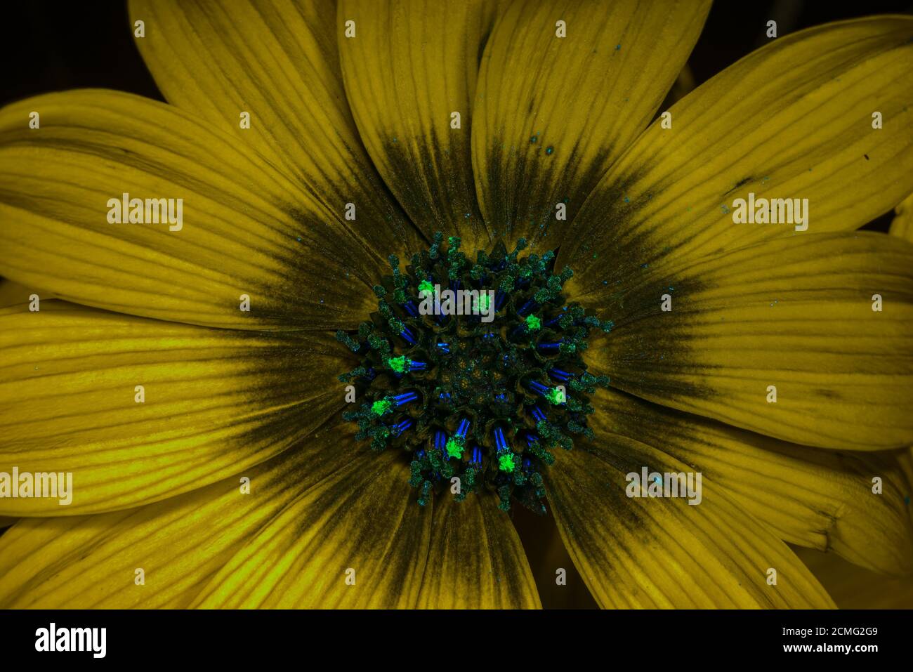Invisible insect or bee guides on Sunflower, Helianthus atrorubens ...