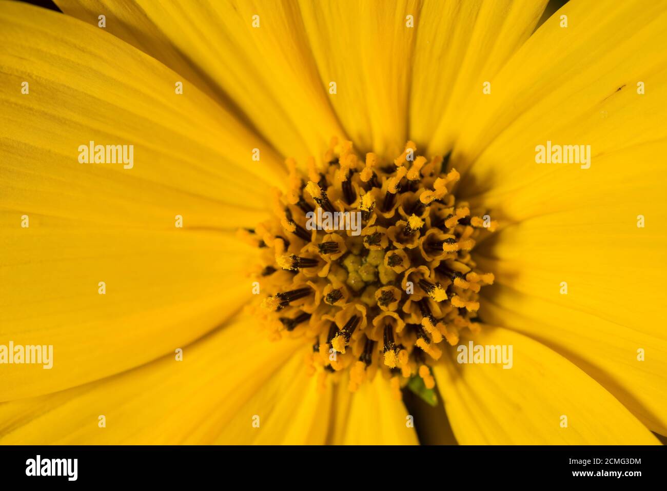 Invisible insect or bee guides on Sunflower, Helianthus atrorubens ...