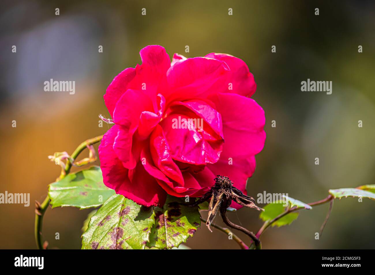 Beautiful Summer Flowers In An English Park In Lichfield Stock Photo beautiful-summer-flowers-in-an-english-park-in-lichfield-stock-photo
