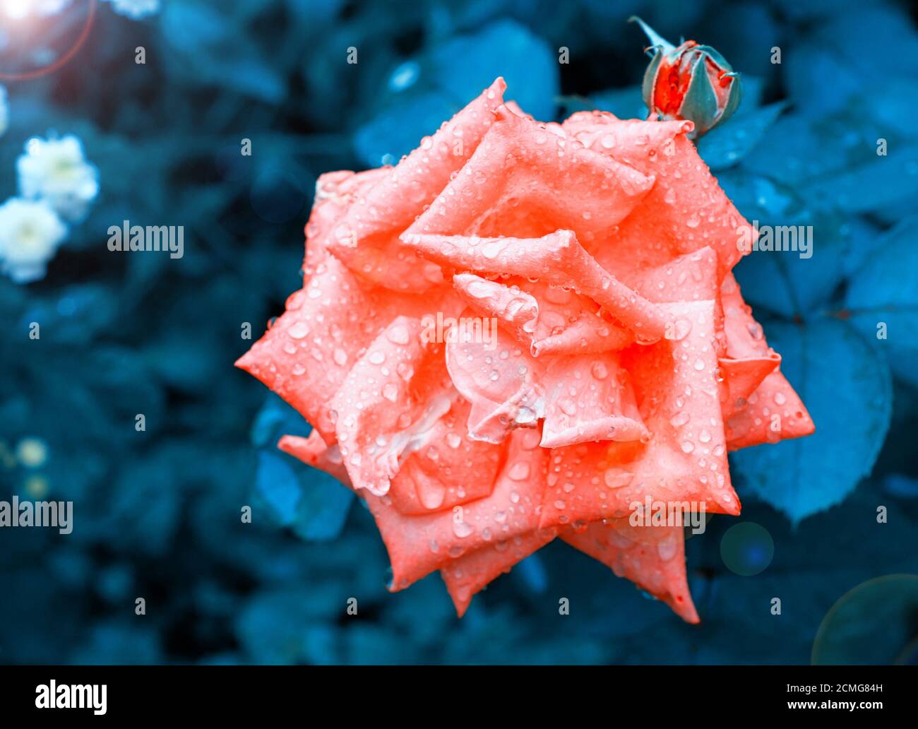 Pink rose in the drops of rain Stock Photo - Alamy