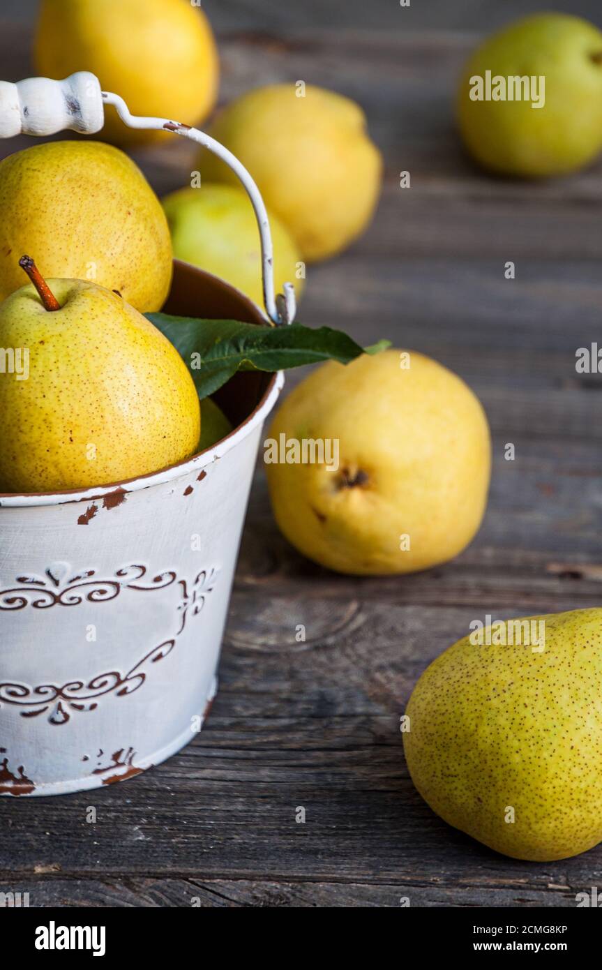 Ripe yellow pears in a metal bucket Stock Photo - Alamy