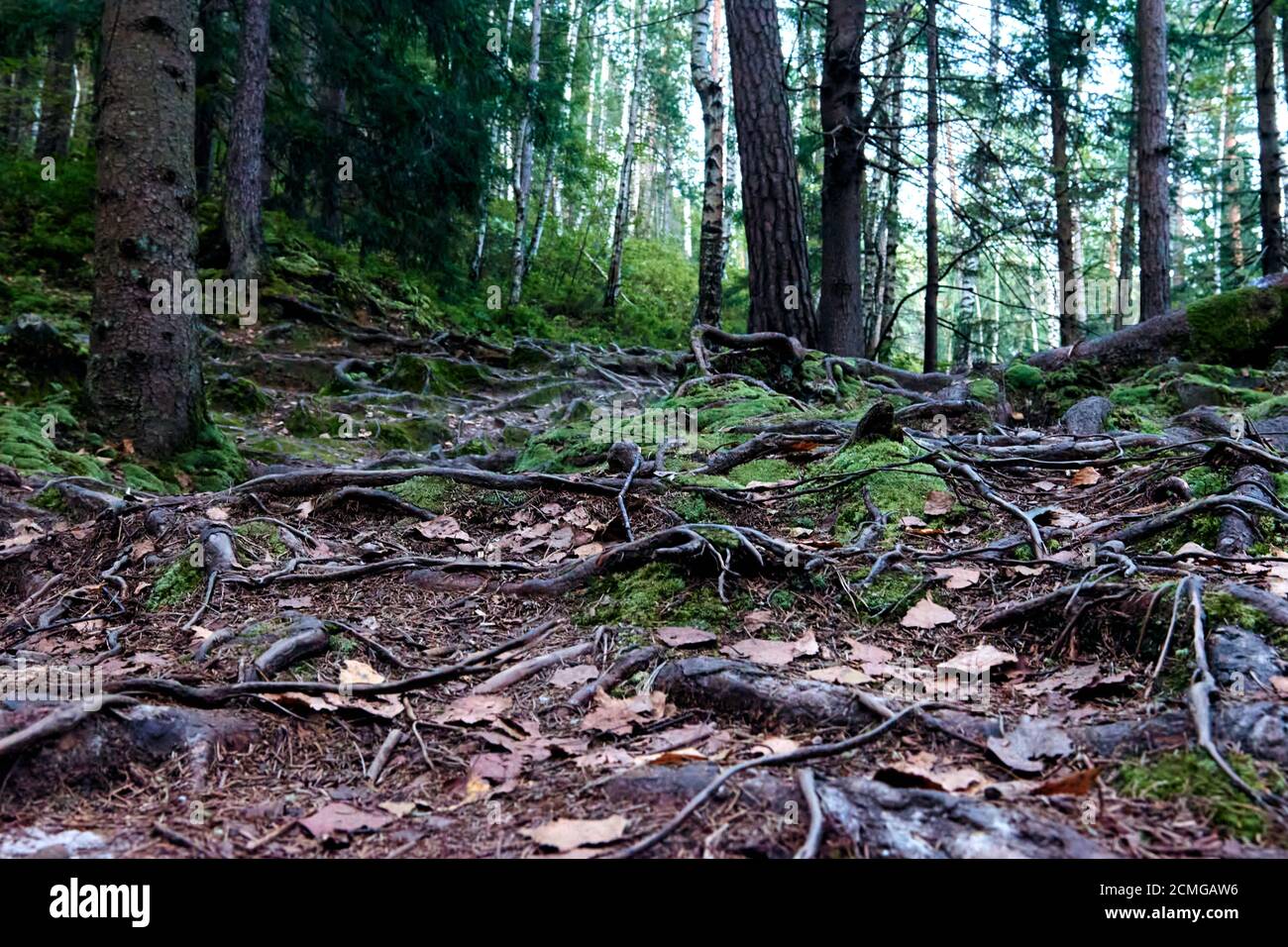 Walking around colorful shoes hi-res stock photography and images - Alamy