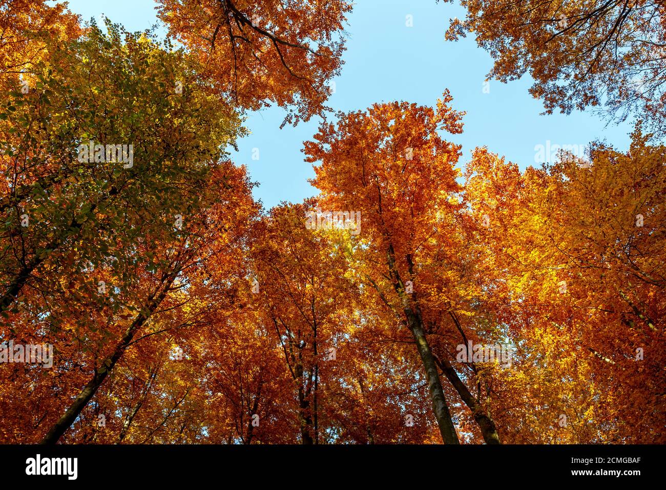 Beautiful scenery of a forest with a lot of trees wearing autumn colors ...