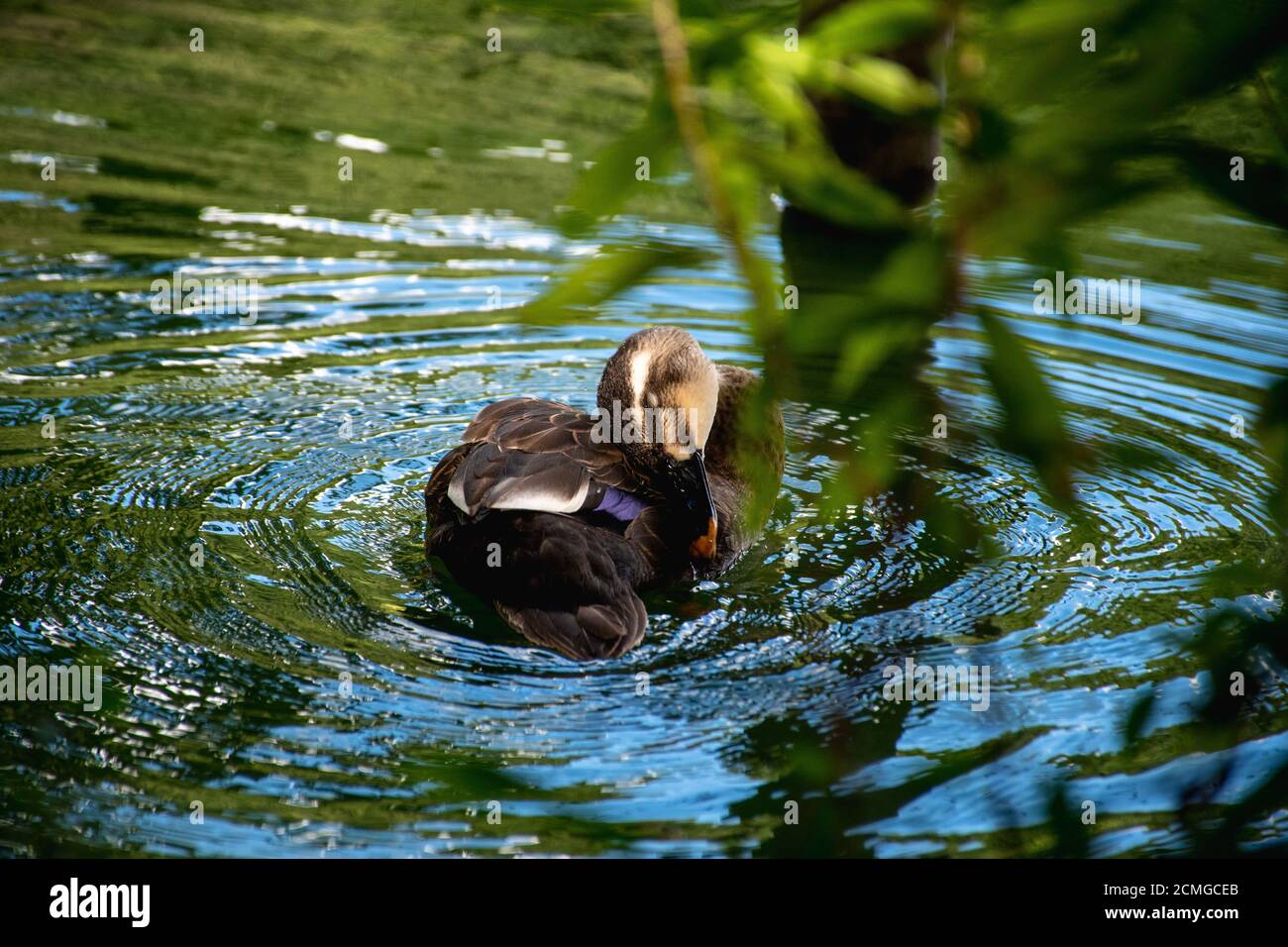 Single duck hi-res stock photography and images - Alamy