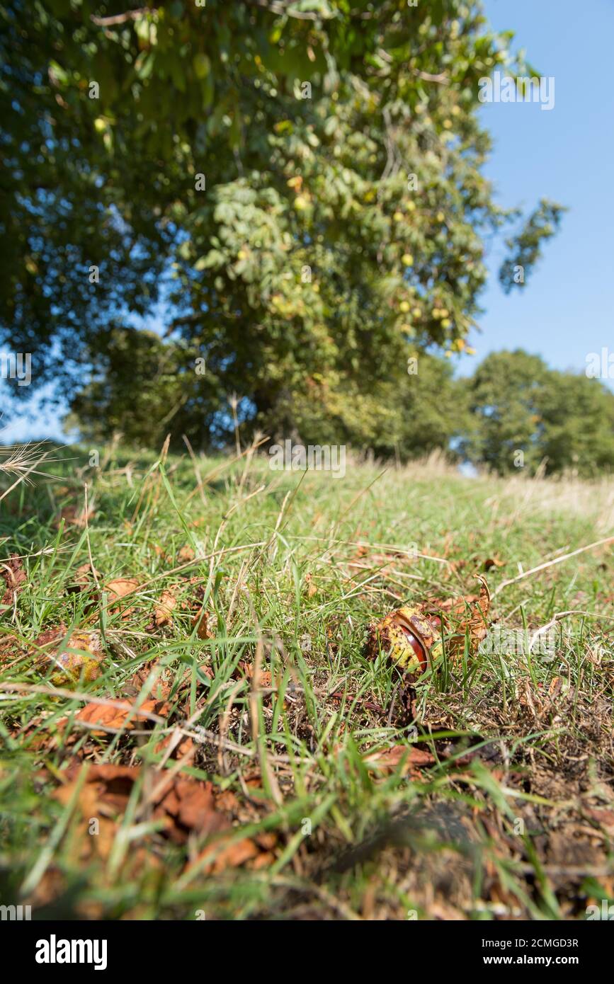 Spike chestnut cases hi-res stock photography and images - Alamy