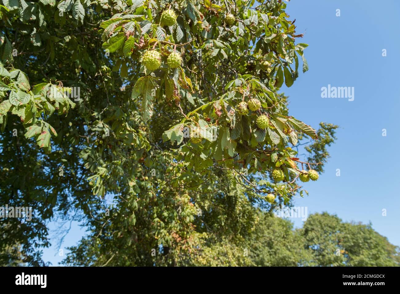 Aesculus hippocastanum, the horse chestnut with pricky cases of ...