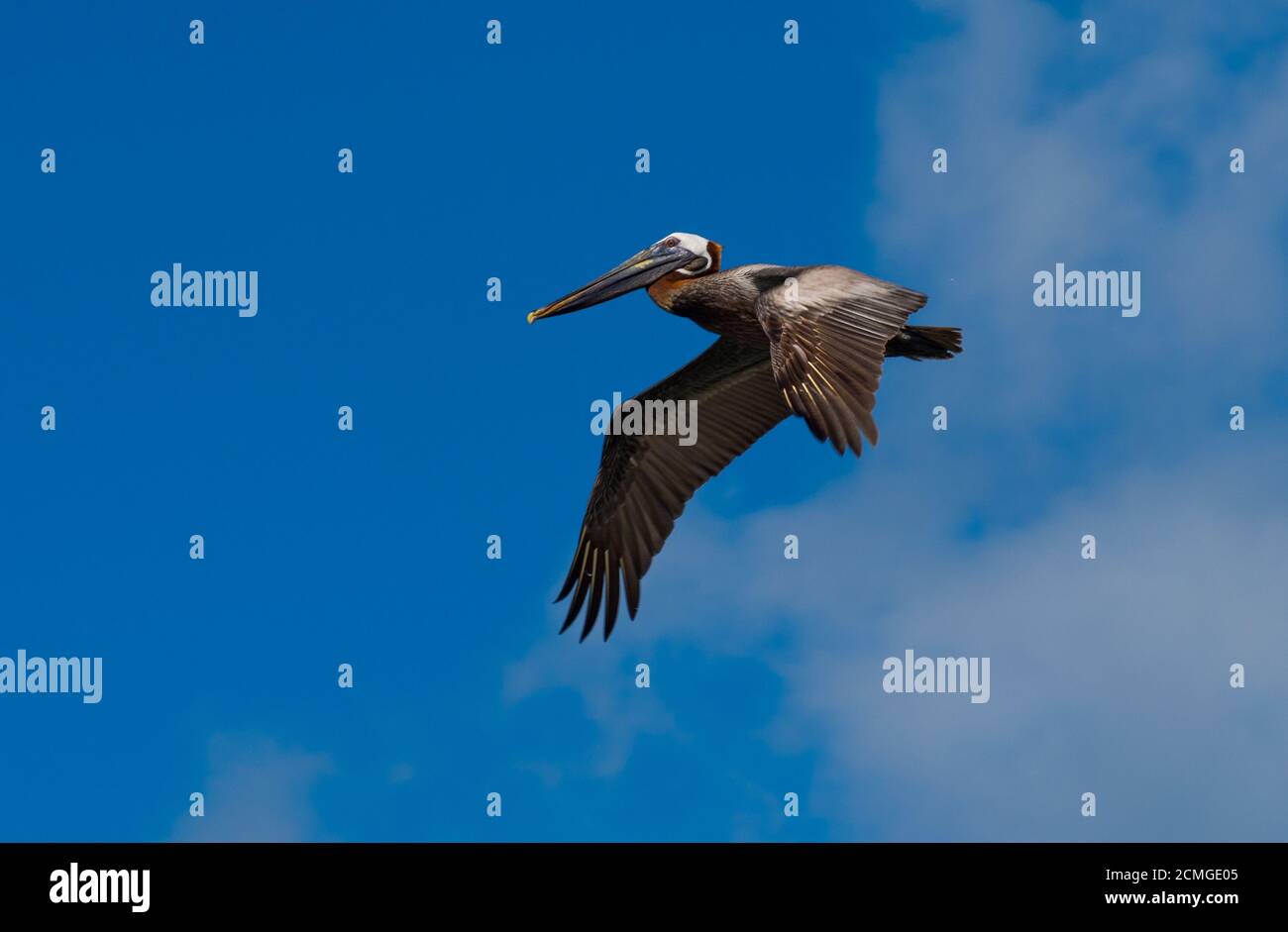 Flying pelican hi-res stock photography and images - Alamy