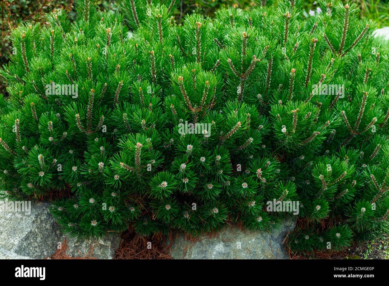 Conifer tree russia hi-res stock photography and images - Alamy