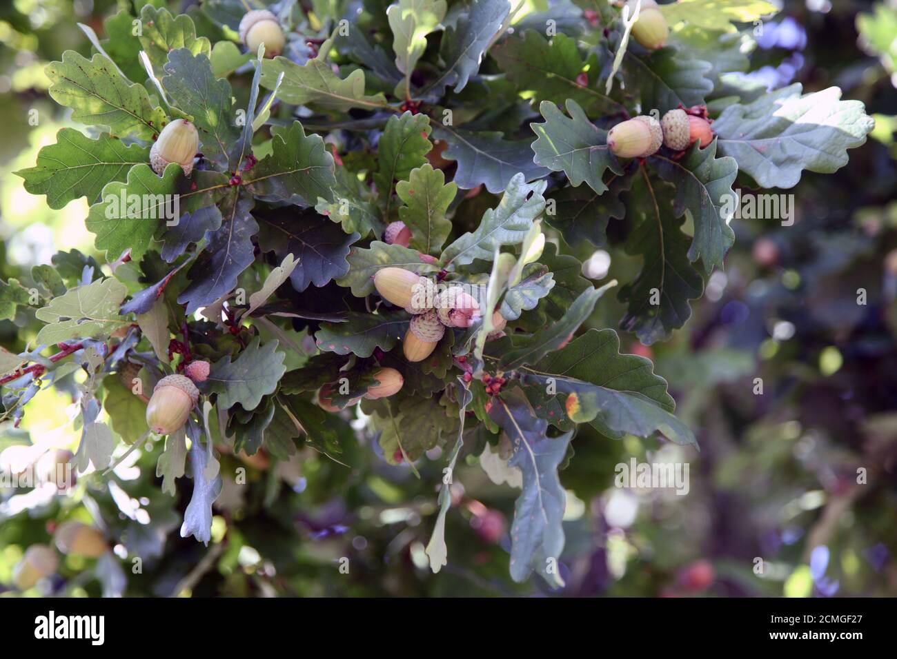 Oak tree uk september hi-res stock photography and images - Alamy