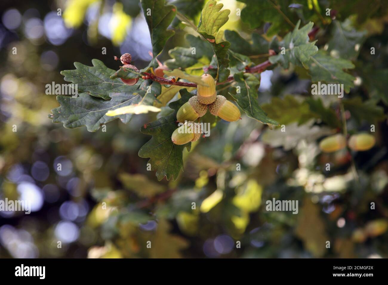 Acorns growing on oak tree hi-res stock photography and images - Alamy