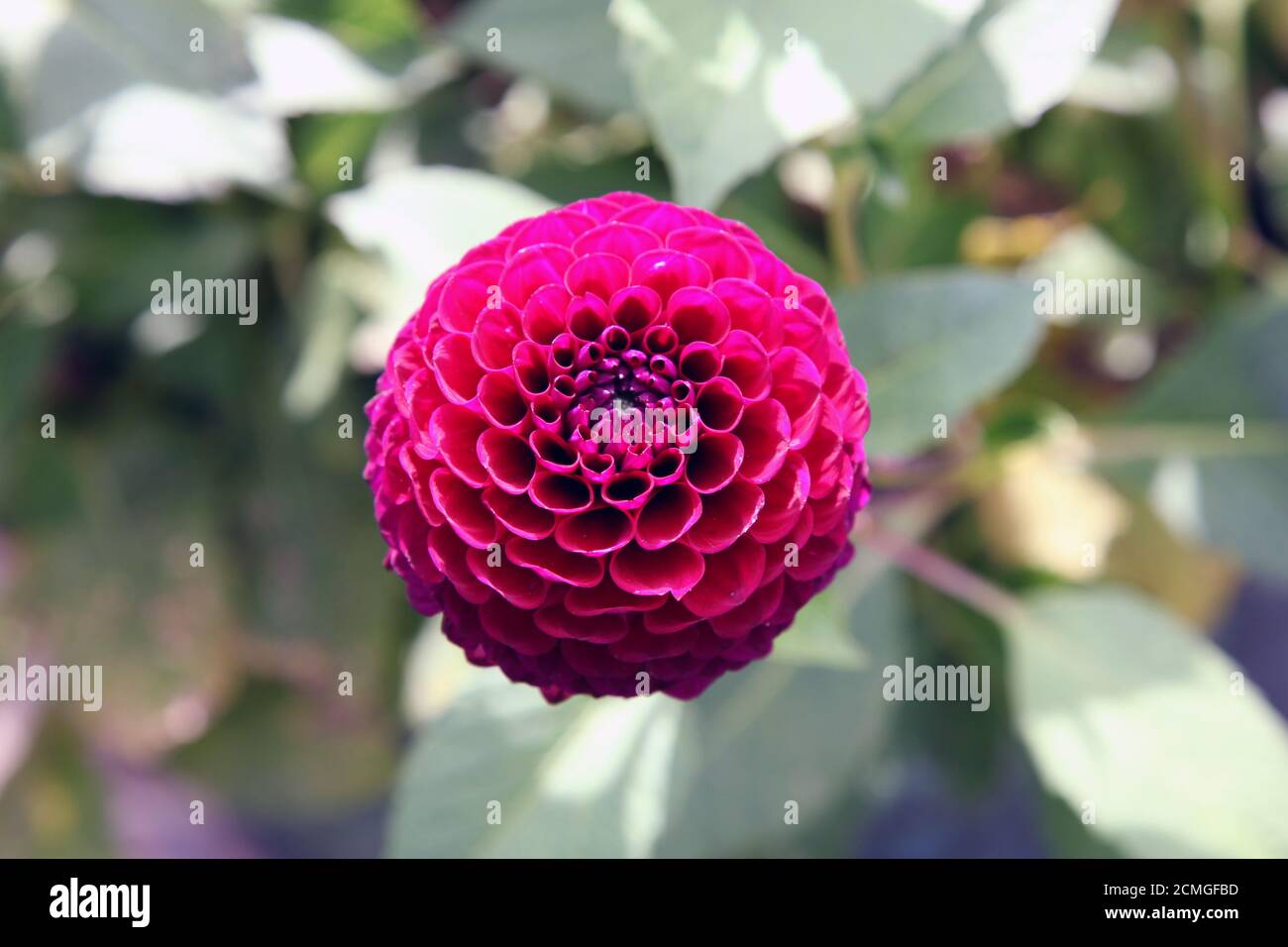 Purple dahlia hi-res stock photography and images - Alamy