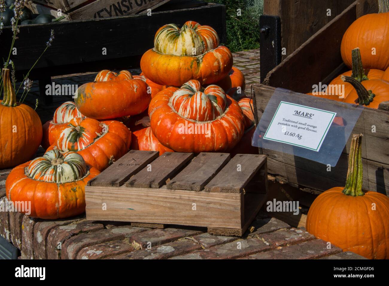 'MARS' Traditional small ornge pumpkins Stock Photo - Alamy