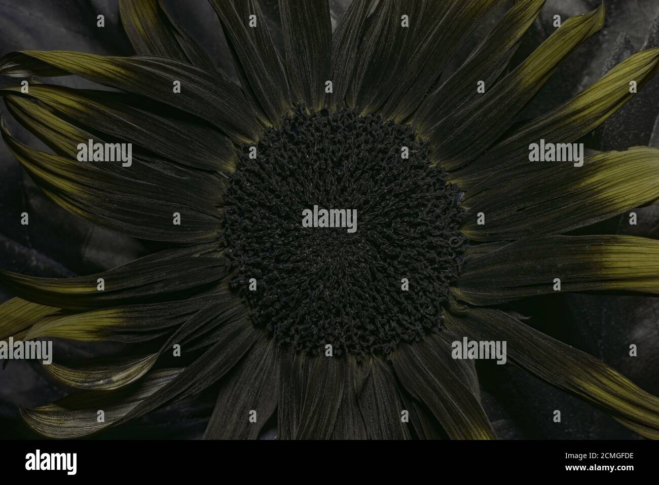 Flower under uv light hi-res stock photography and images - Alamy