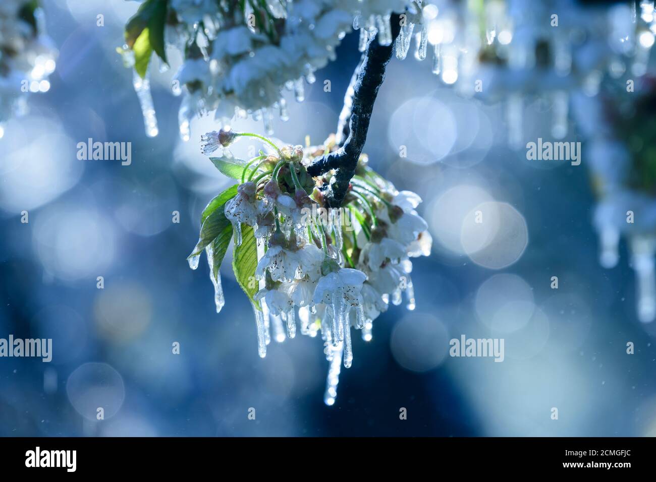 Frost freeze protection using irrigation Stock Photo - Alamy