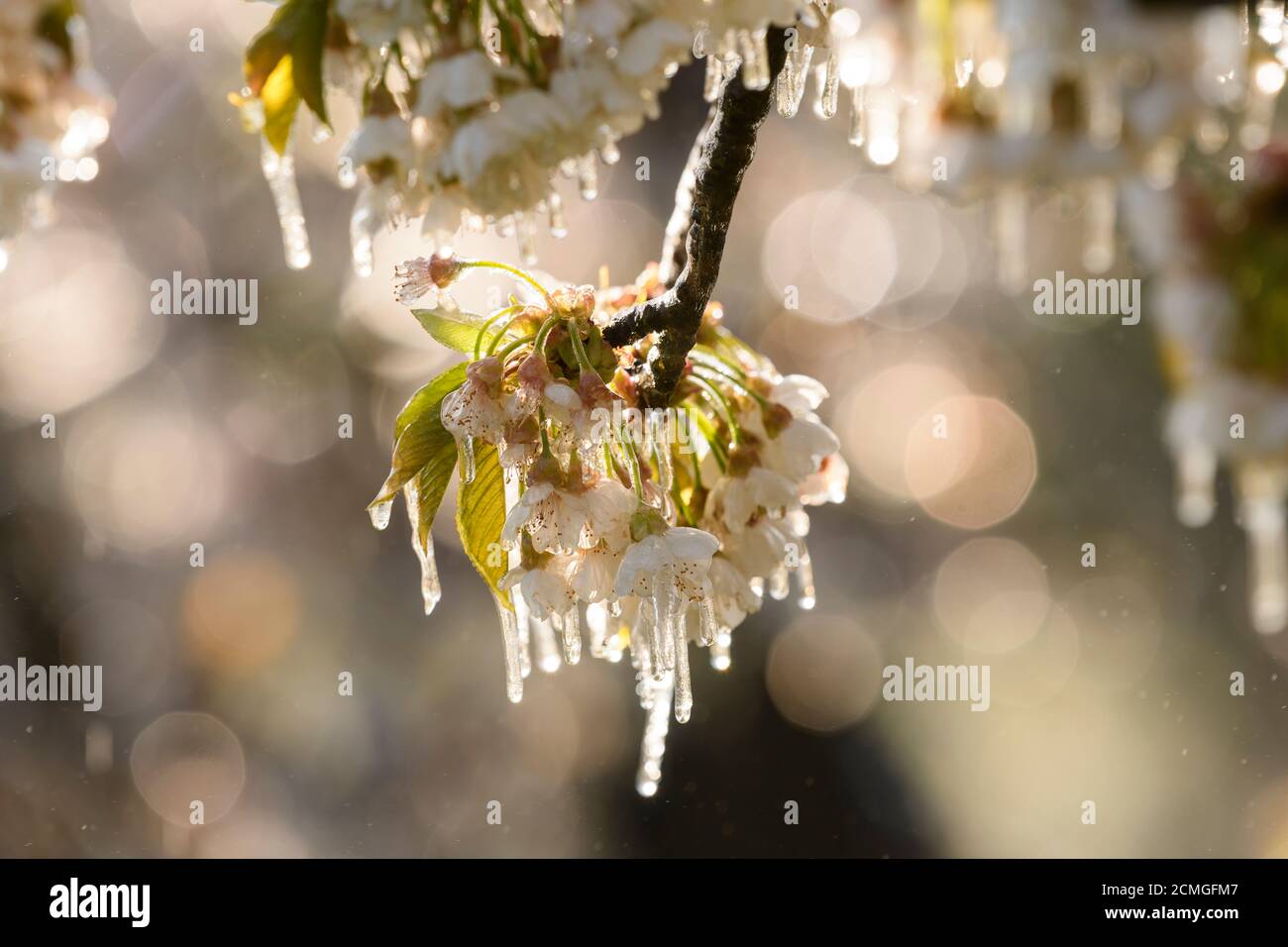 Frost freeze protection using irrigation Stock Photo - Alamy