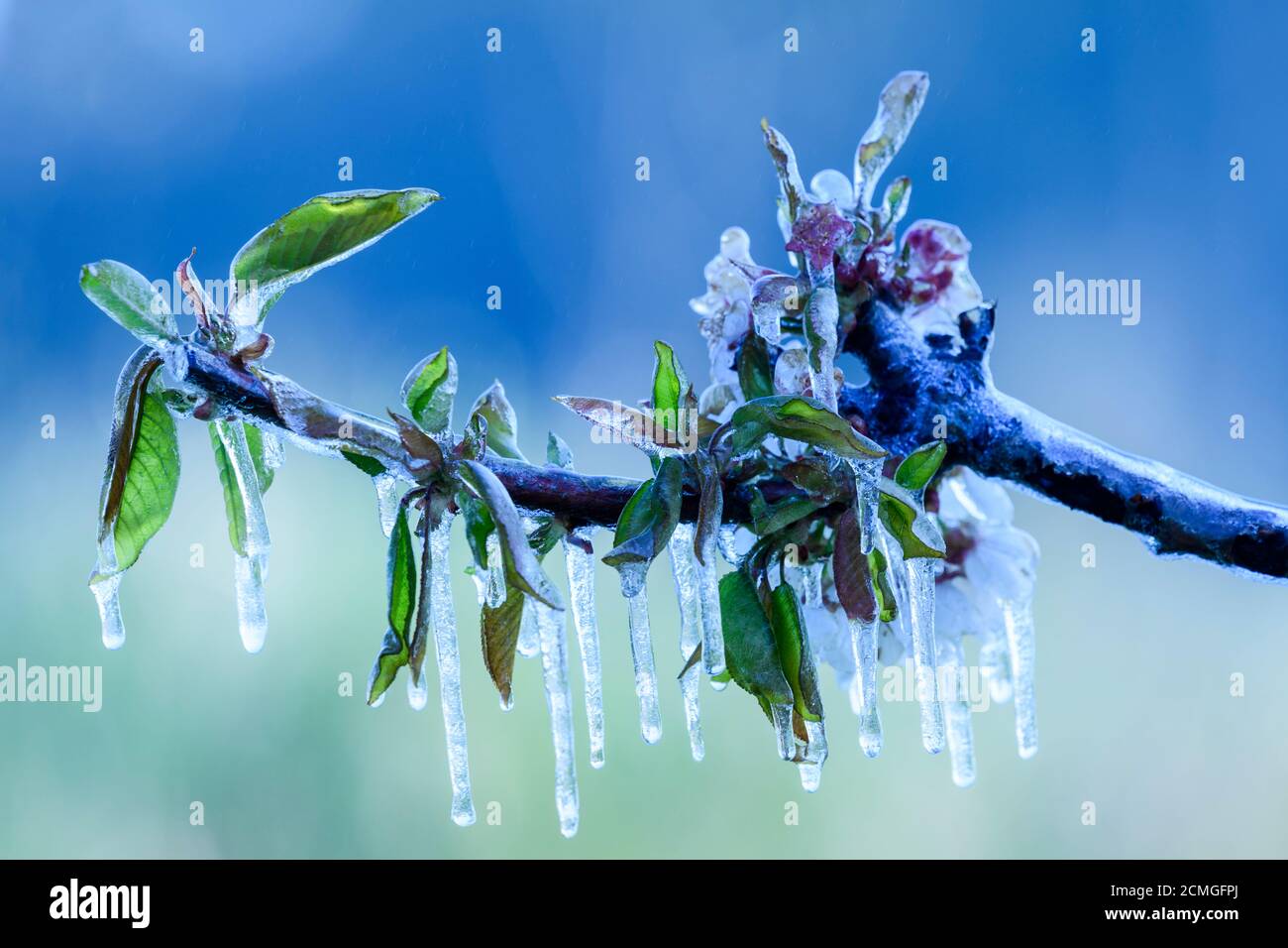 Frost freeze protection using irrigation Stock Photo - Alamy