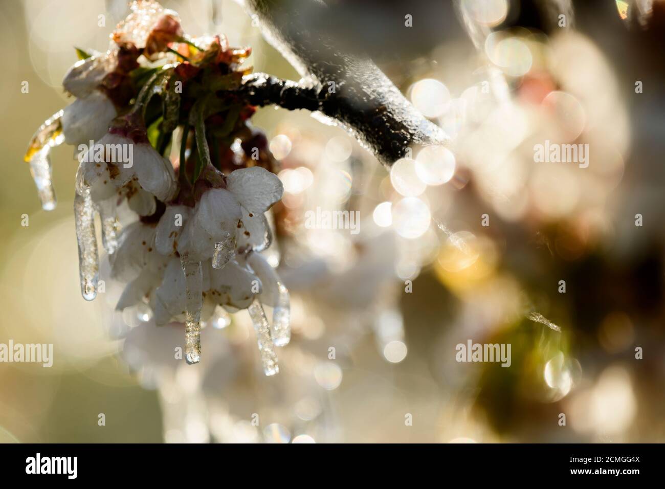 Frost protection sprinkler hi-res stock photography and images - Alamy