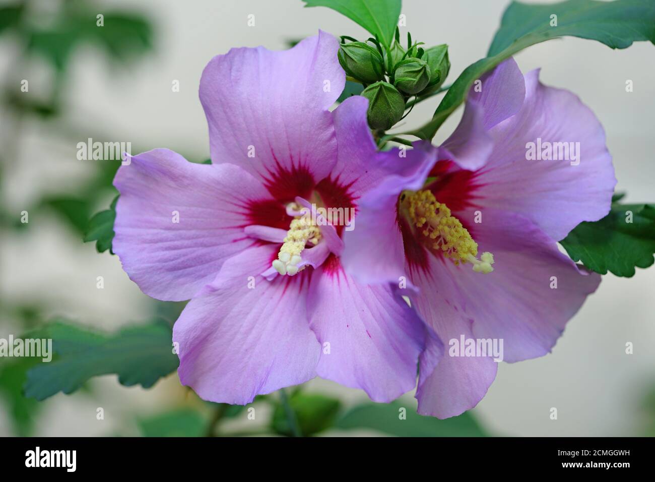 Rose of Sharon hibiscus syriacus flower in bloom Stock Photo - Alamy