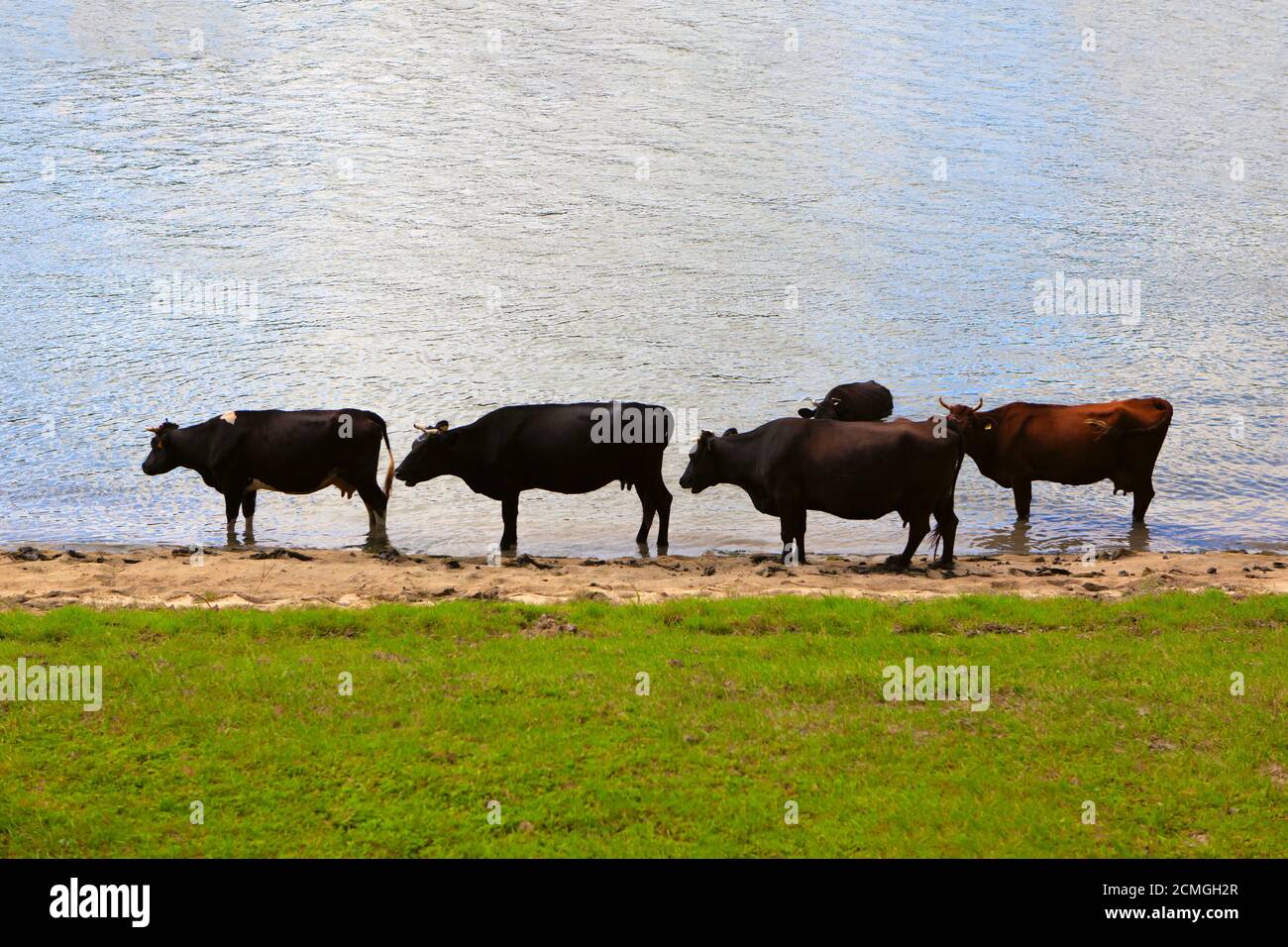 Cows on river coast hi-res stock photography and images - Alamy