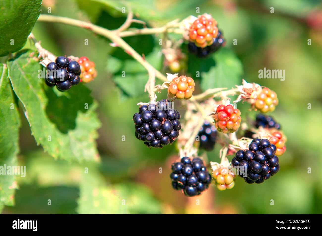 Raspberry in early spring hi-res stock photography and images - Alamy