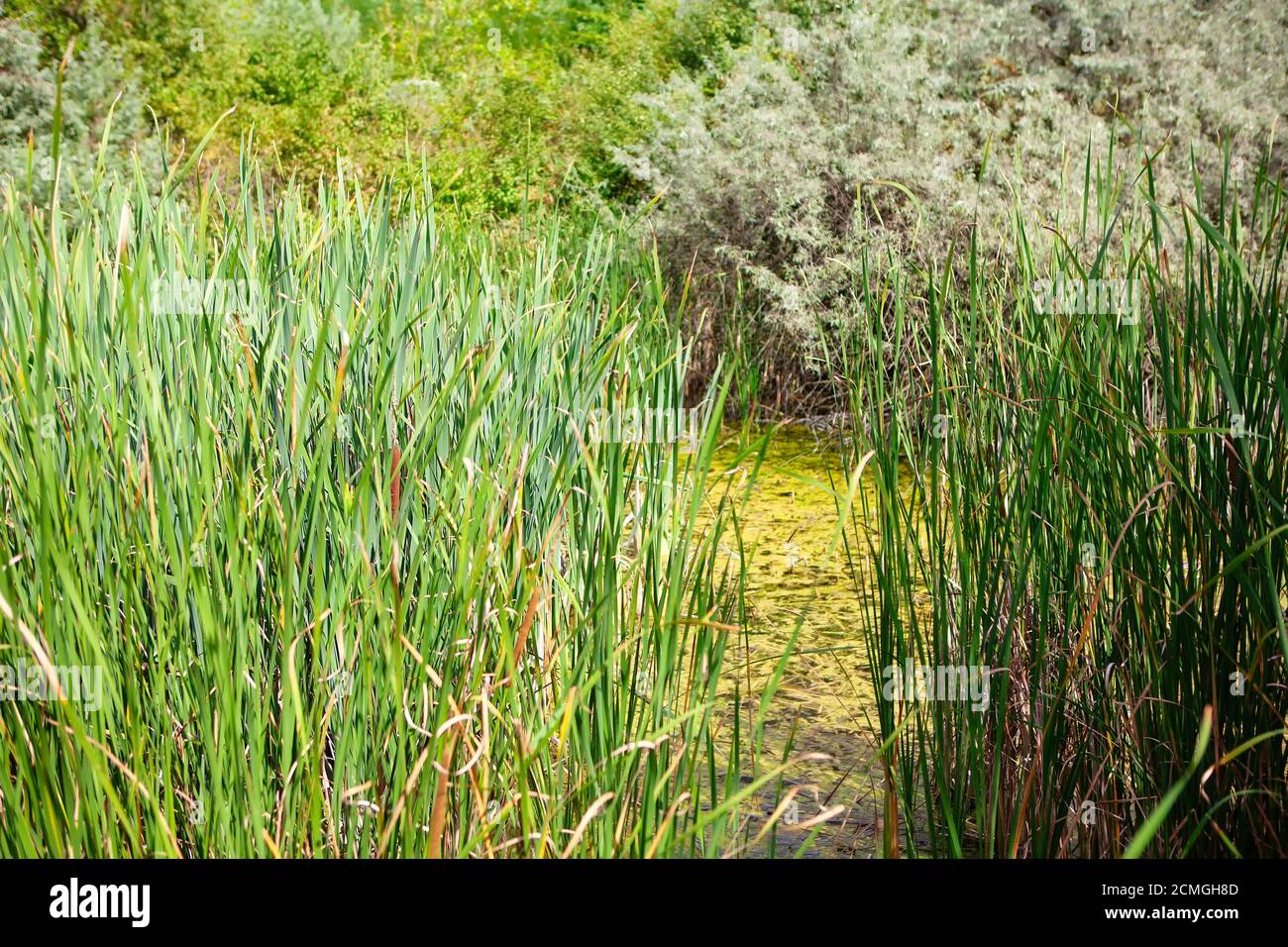 Swamp with green reeds . Nature ecosystem Stock Photo - Alamy