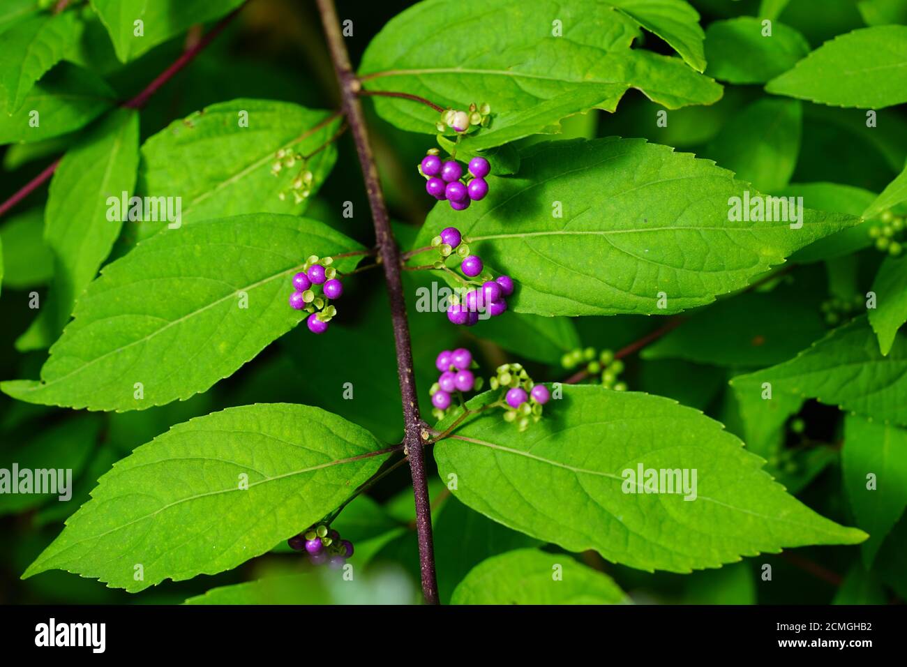 Purple berries of the Beautyberry plant (Callicarpa) in the fall Stock ...