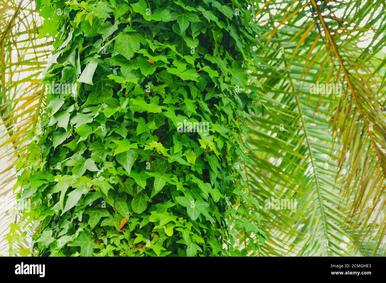 Palm ivy leaves hi-res stock photography and images - Alamy
