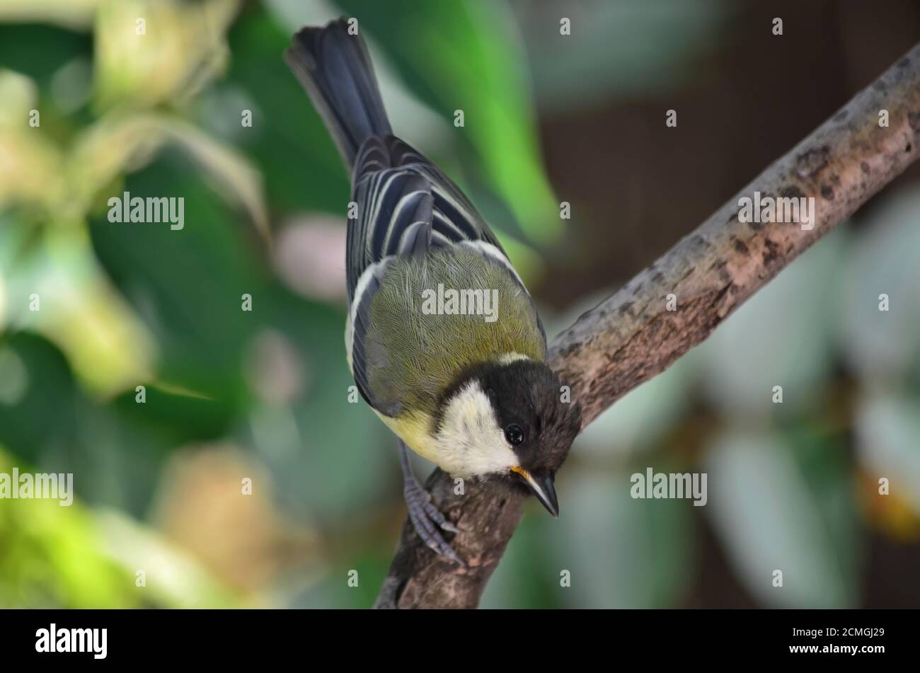 Great tit - Parus major. Young great tit sits on a branch. Fauna of ...