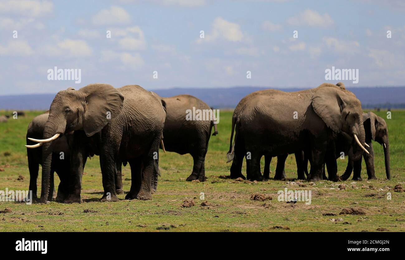 Satellite tracking elephants hi-res stock photography and images - Alamy