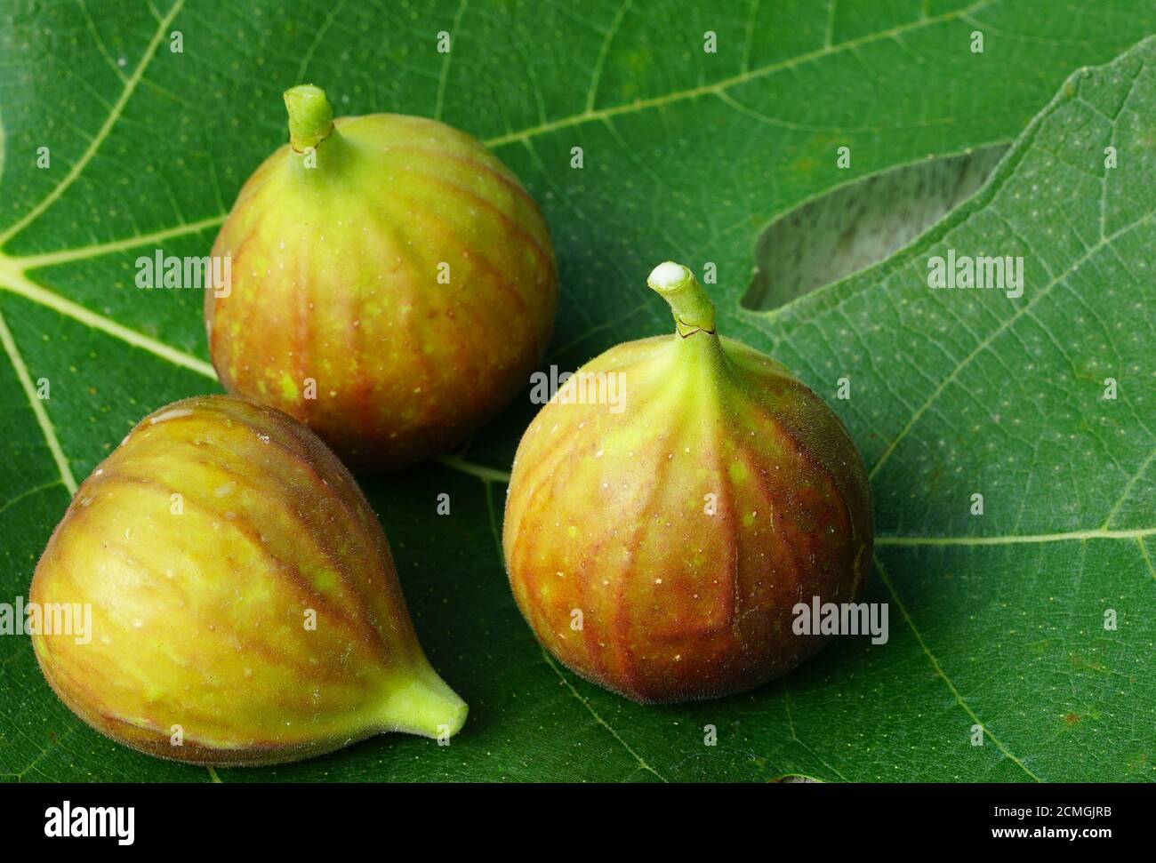 Freshly picked green and purple figs with white sap on a fig leaf Stock ...