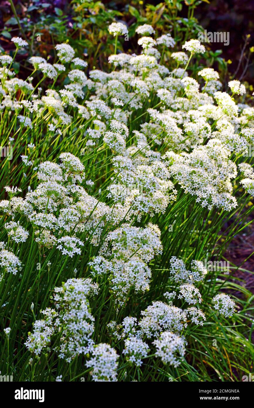 Nira hi-res stock photography and images - Alamy