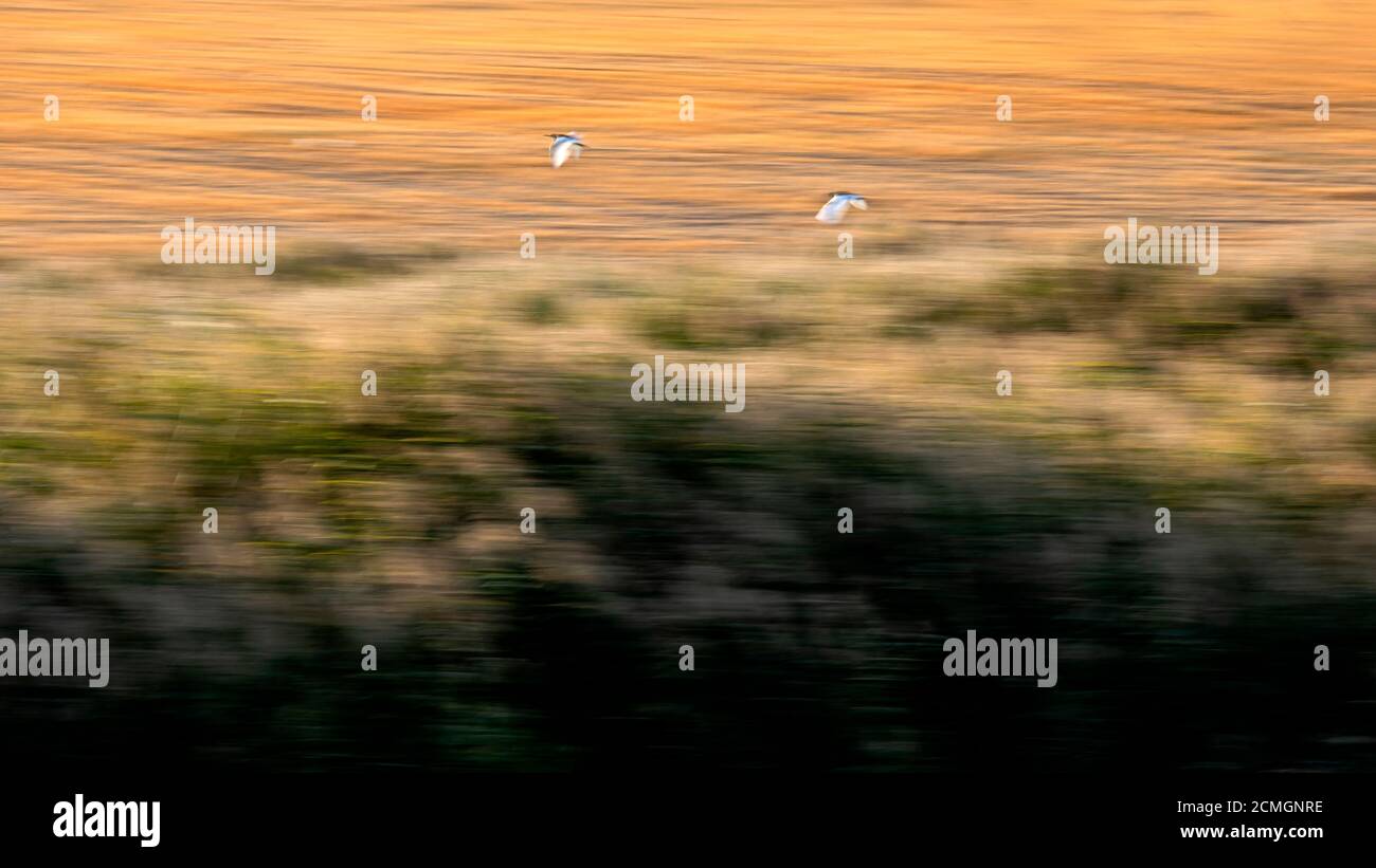 Abstract nature. Flying birds. Motion blur background Stock Photo - Alamy