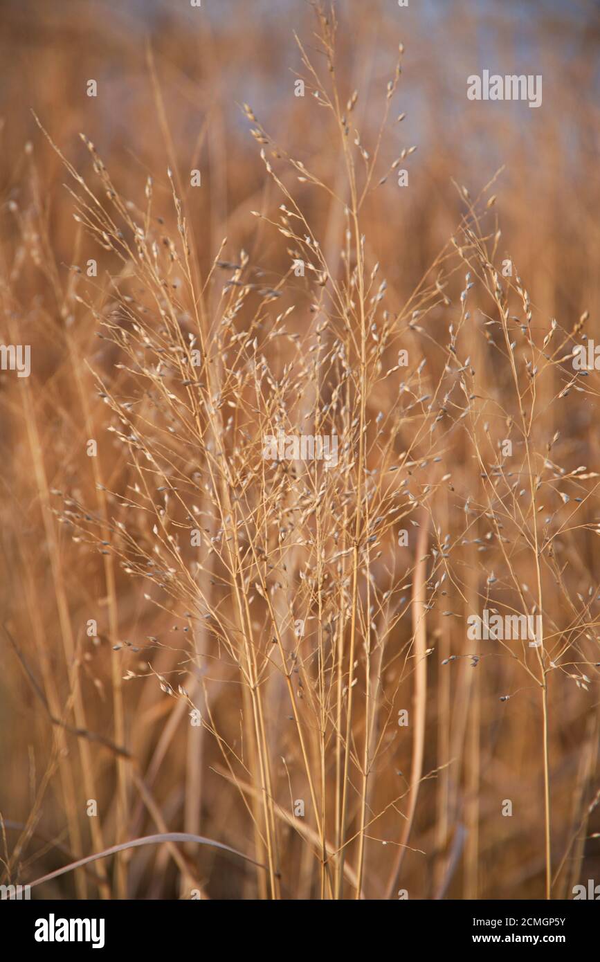 Tall reed plants hi-res stock photography and images - Alamy