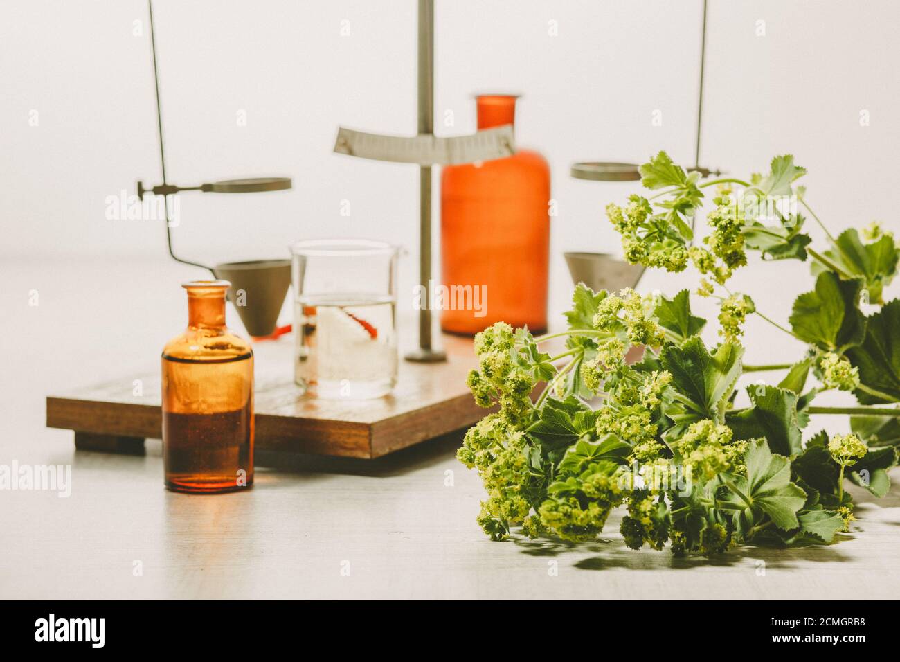 Closeup shot of green leafy herb with bottles and laboratory utensils ...