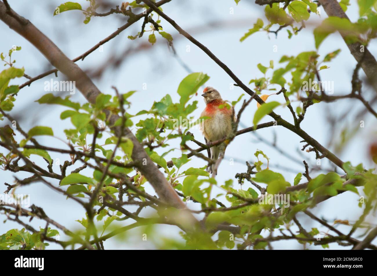 Common linnet - Linaria cannabina. Linnet sitting on a branch in a ...