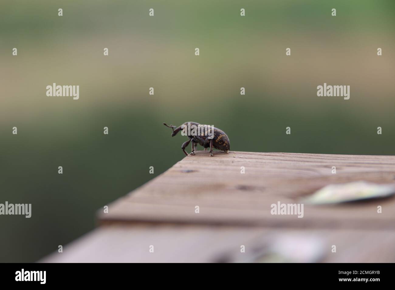 Weevils true weevils hi-res stock photography and images - Alamy