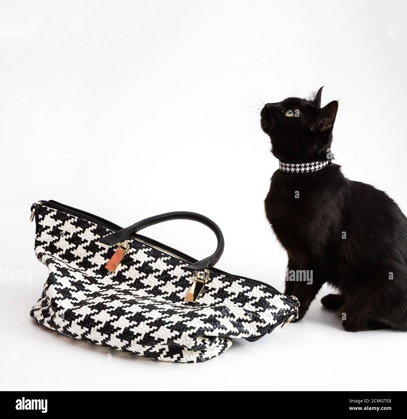 Stylish cat design hi-res stock photography and images - Alamy