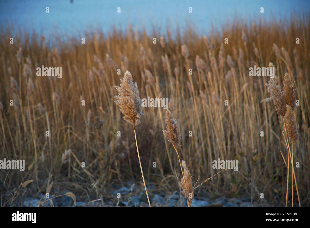 Tall grass background during sunset hi-res stock photography and images ...