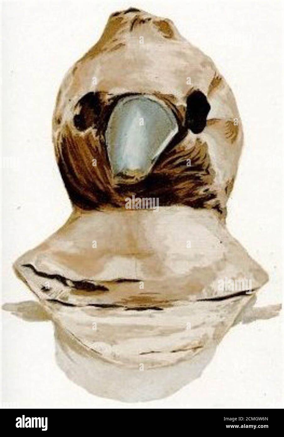 1630 Plague High Resolution Stock Photography and Images - Alamy