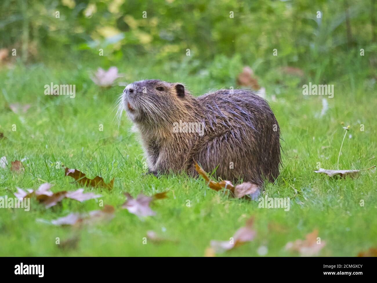 Picture muskrat hi-res stock photography and images - Alamy