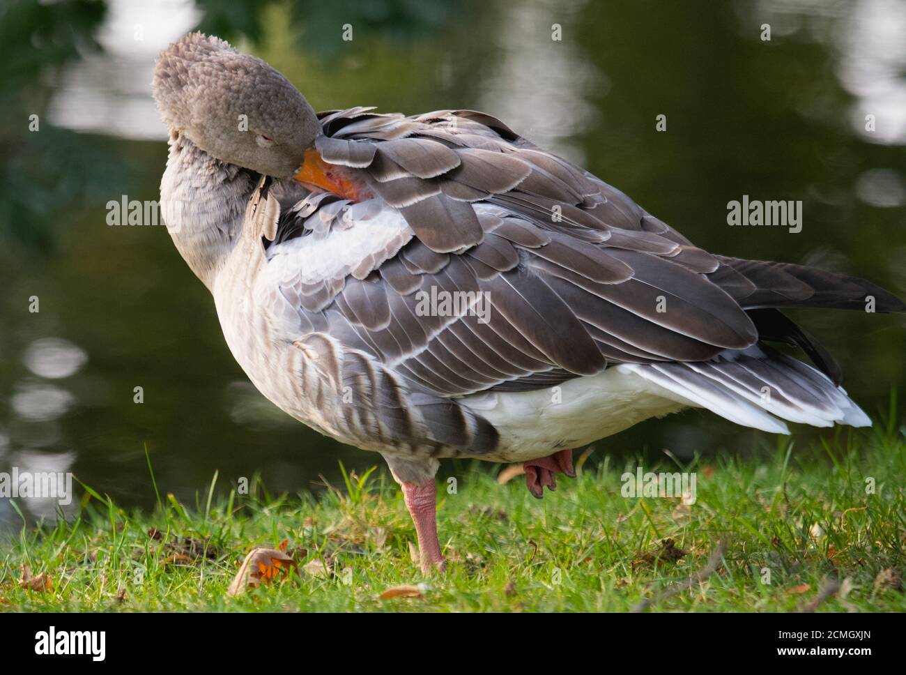 Friendly goose hi-res stock photography and images - Alamy
