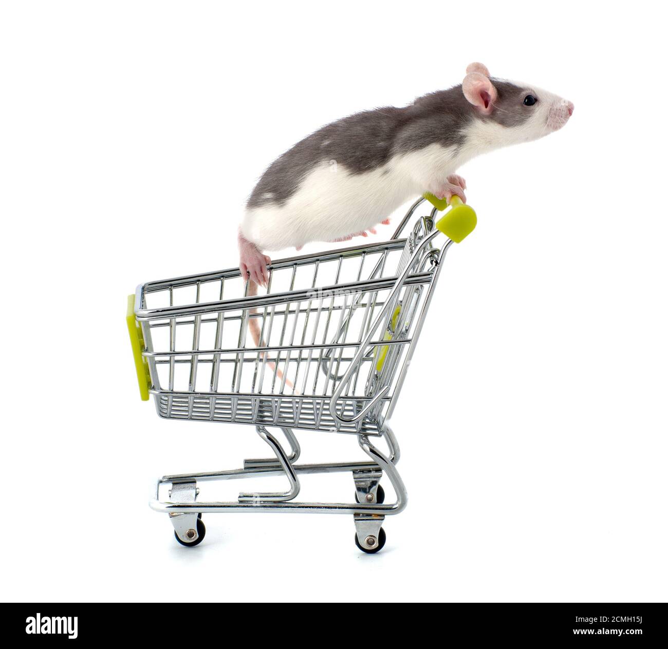 Decorative rat sitting in a miniature shopping trolley Stock Photo - Alamy