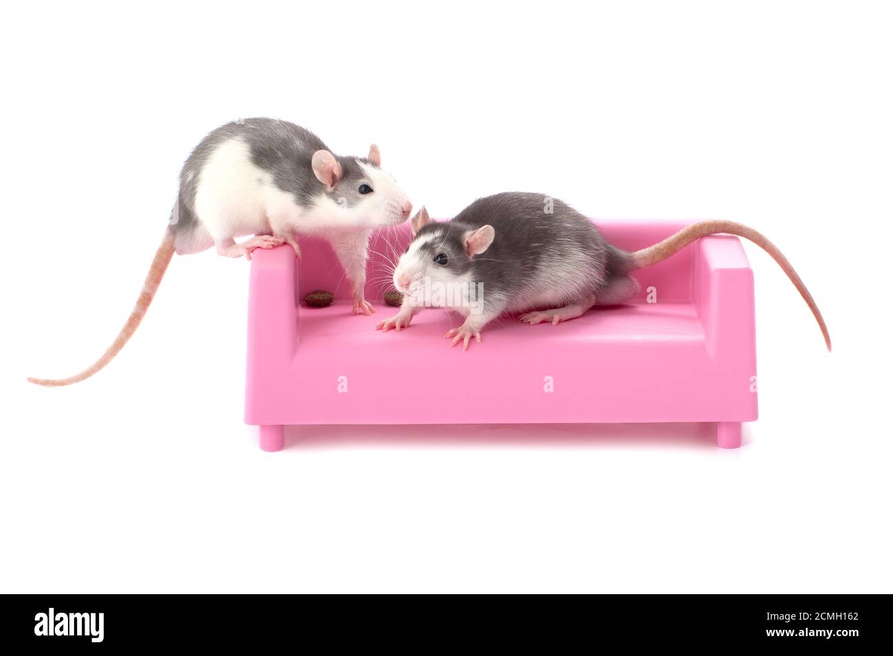 Tame rats hi-res stock photography and images - Alamy