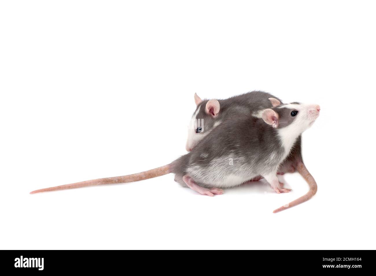 Two charming rats on a pure white background Stock Photo - Alamy
