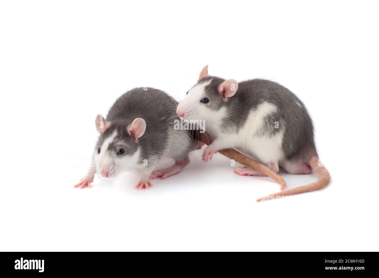 Tame rats hi-res stock photography and images - Alamy